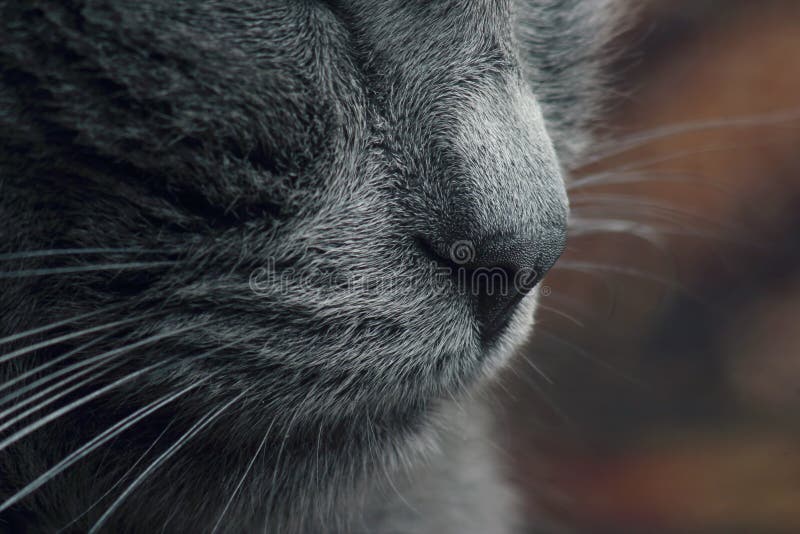 Grey cat`s nose close-up stock image. Image of furry - 138275627