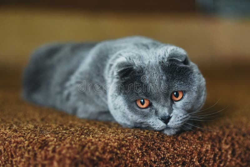 Grey cat is sad. stock image. Image of lovely, fluffy - 96350213