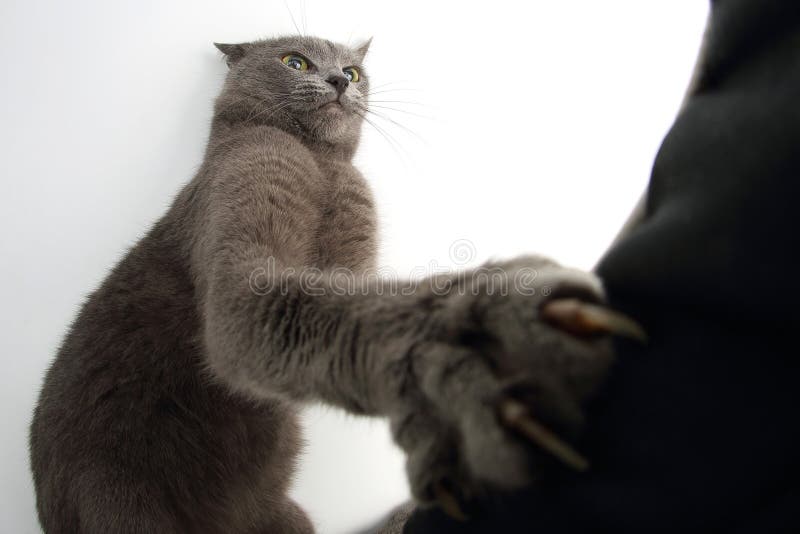 Grey Cat with Claws Released Holding the Man`s Hand by the Scruff Stock ...