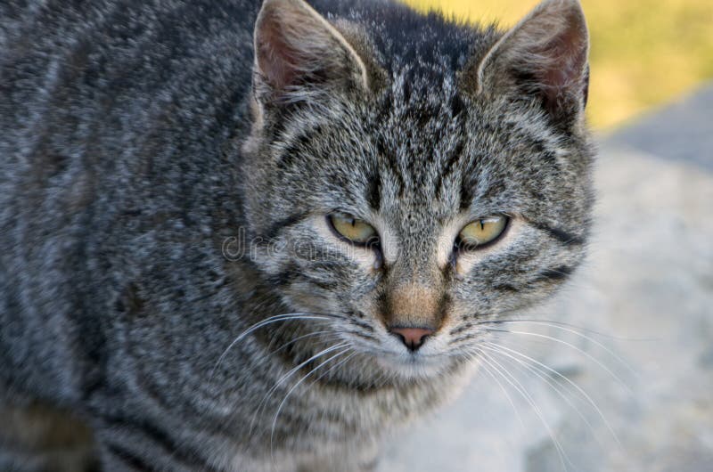 Grey cat sit on the grass stock photo. Image of mammal - 351586938