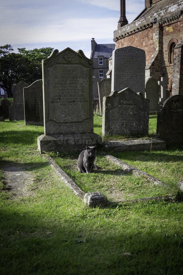 Grey Cat Sitting in Graveyard Editorial Image - Image of religious ...