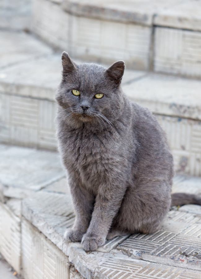 A Grey Cat is Sitting on a Set of Stairs Stock Image - Image of white ...