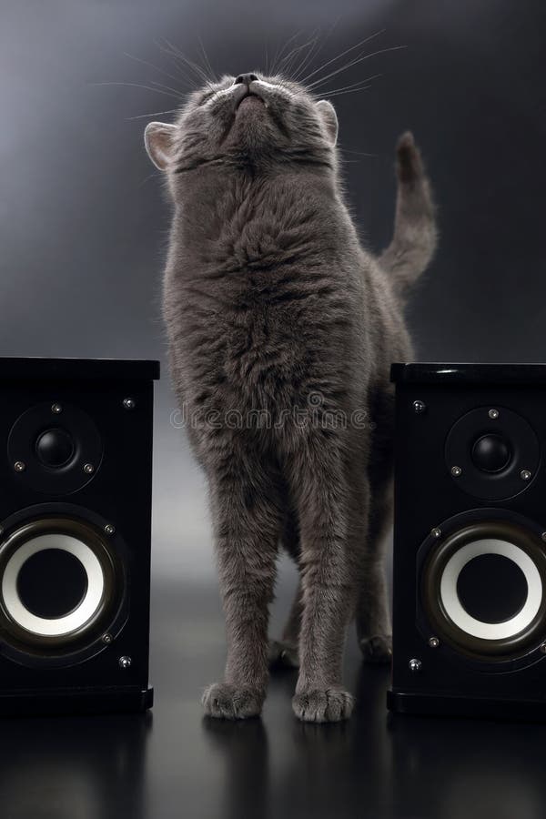Grey Cat Sitting with Two Stereo Audio Speakers Stock Image - Image of ...