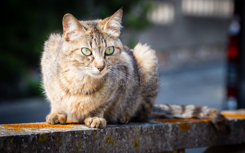 Grey Cat stock photo. Image of sitting, lazy, domestic - 74072912