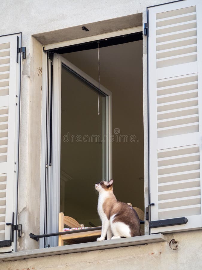 Grey Cat Sitting on the Window of the House Stock Image - Image of ...
