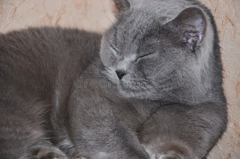 Grey cat. Sleeping cat stock image. Image of grey, care - 176516265