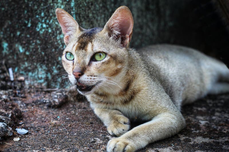 Grey Cat Sleeping on Ground Wild Cat of Indian Jungle Pet Kitten Stock ...