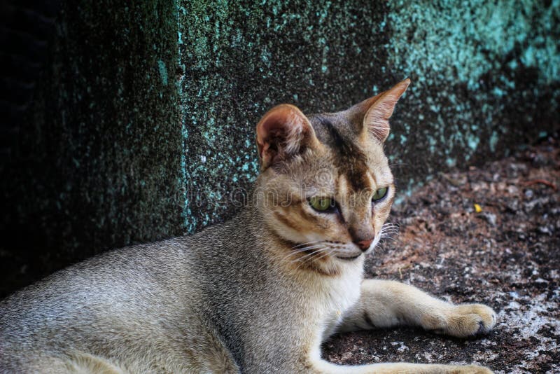 Grey Cat Sleeping on Ground Wild Cat of Indian Jungle Pet Kitten Stock ...