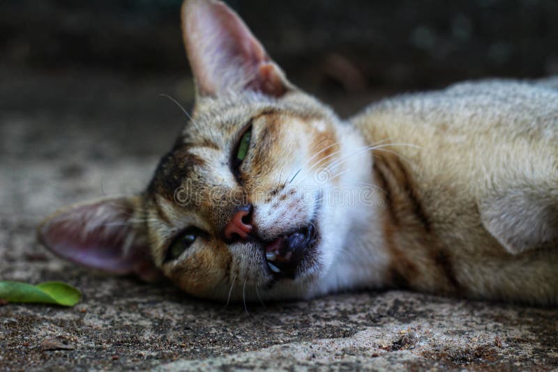 Grey Cat Sleeping on Ground Wild Cat of Indian Jungle Pet Kitten Stock ...