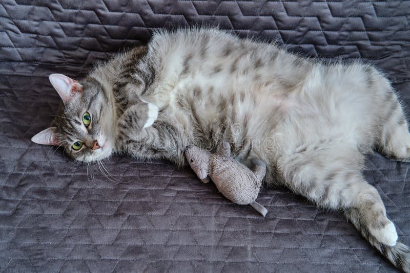 Grey Cat Sleeping with a Toy Mouse, Caught Off Guard Stock Image ...