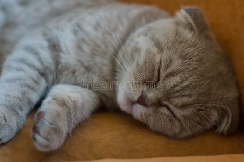 Gray Cat Resting on the Couch Stock Photo - Image of softness, domestic ...