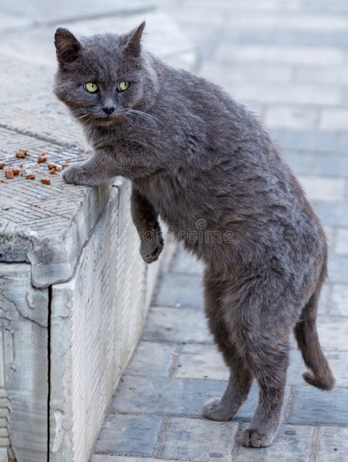 A Grey Cat is Standing on a Ledge and Looking at Something Stock Photo ...