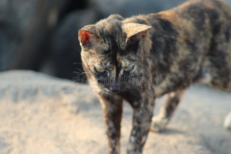 A Grey Cat Standing on the Stone Stock Image - Image of breed, cats ...