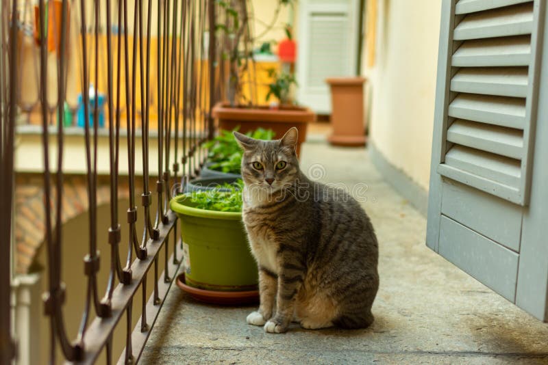 Grey Cat Staring at the Camera while Sitting at a Balcony Stock Photo ...