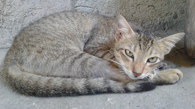 Grey cat stock photo. Image of taking, start, grey - 81967028