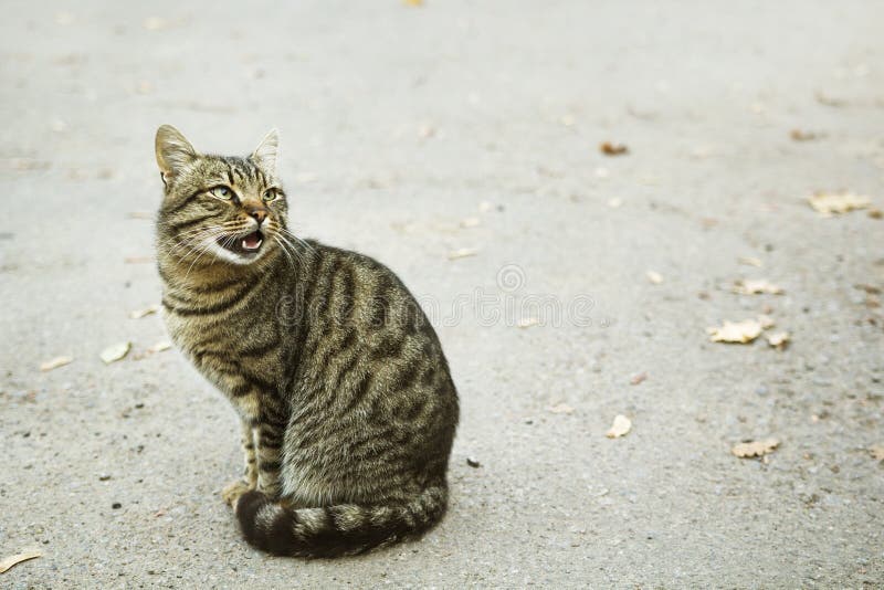 Grey cat on the street stock image. Image of feline, sitting - 61147409