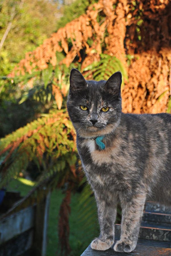Grey cat on tin roof stock photo. Image of grey, feline - 32470754