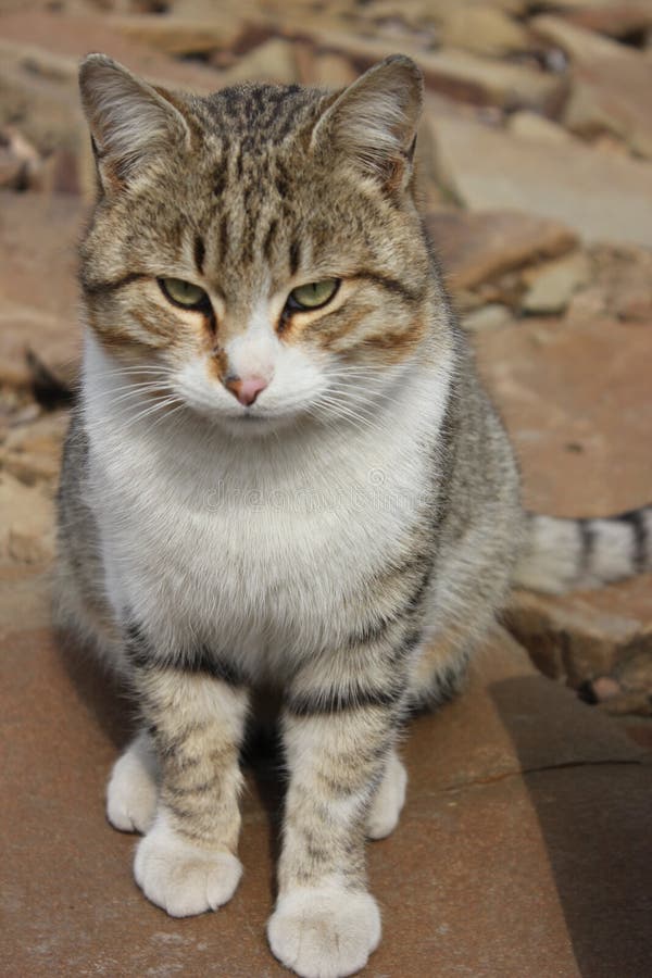 Grey cat stock photo. Image of bright, lovers, rose, grey - 88653772