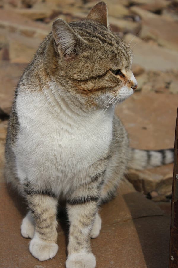 122 Cat Swans Stock Photos - Free & Royalty-Free Stock Photos from ...