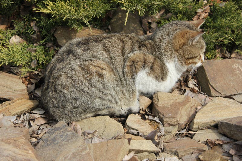 Grey cat stock photo. Image of park, swan, stone, grey - 88654552