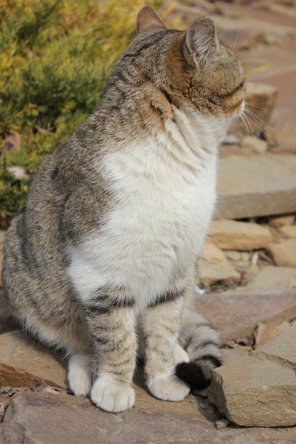 Grey cat stock photo. Image of sunny, city, tree, house - 88654594