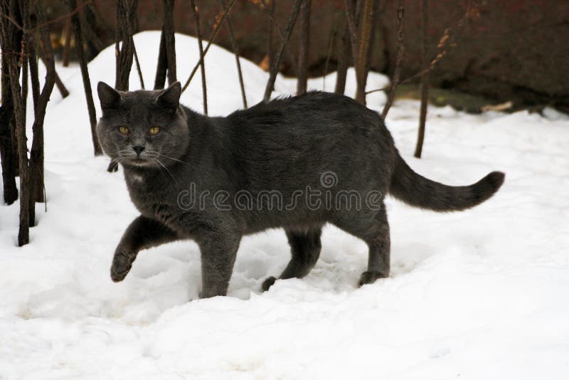 Grey Cat Walks in the Snow. Stock Image - Image of mixed, ruffled: 83960833