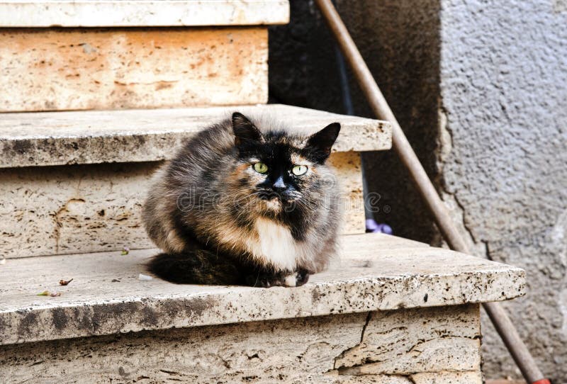 A Grey Cat Wandering Around Stock Photo - Image of lovely, meow: 162180300