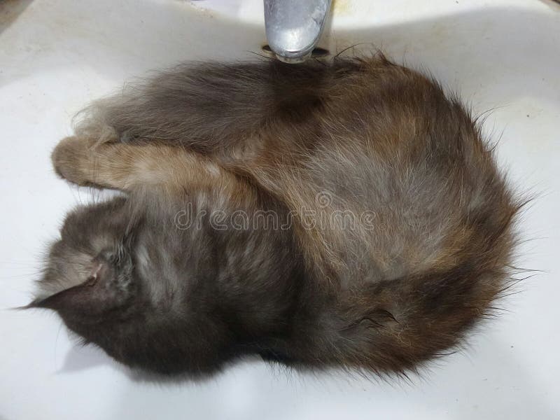 Grey cat in washing basin stock image. Image of grey - 78132001