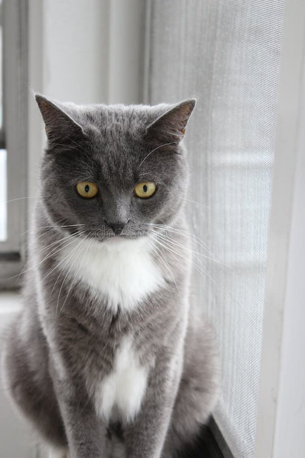 177,961 Grey Cat Stock Photos - Free & Royalty-Free Stock Photos from ...