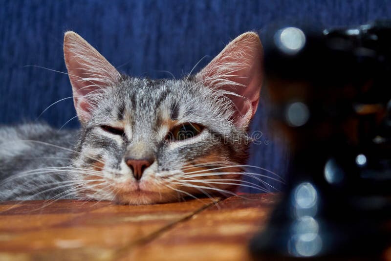 119 Lowered Cat Photos - Free & Royalty-Free Stock Photos from Dreamstime