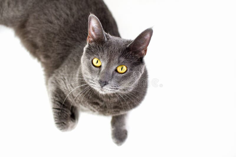 Grey cat with yellow eyes stock photo. Image of adorable - 127830070