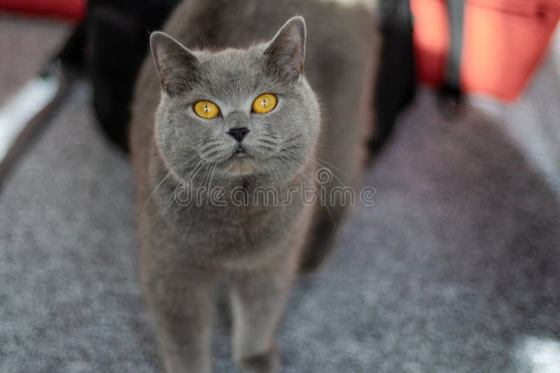 A Grey Cat with Yellow Eyes is Standing on a Carpet Stock Image - Image ...
