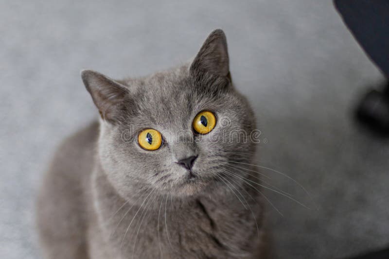 A Grey Cat with Yellow Eyes is Standing on a Carpet Stock Image - Image ...