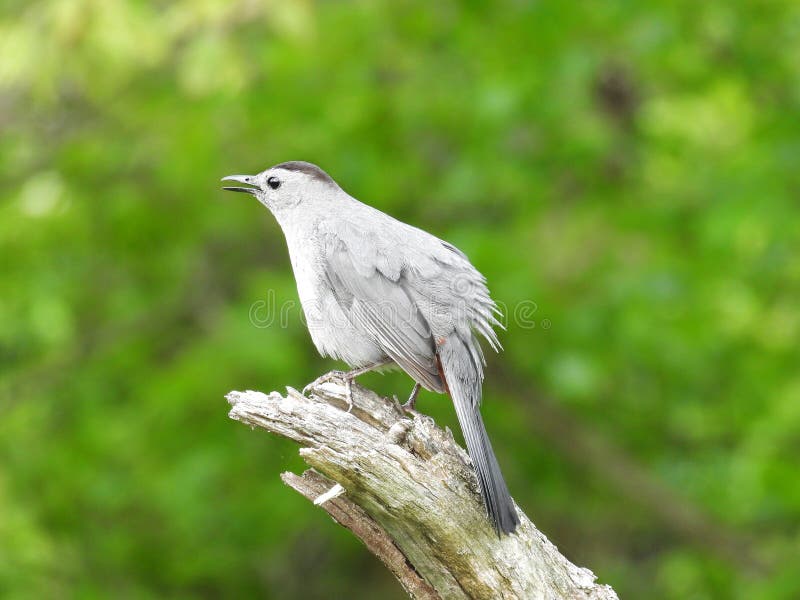 Grey Catbird Singing on Deadwood Branch in Natural Woods Habitat Stock ...