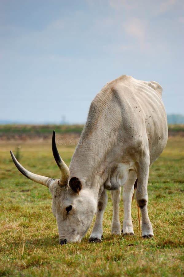 Grey cattle stock image. Image of hungarian, mammal, bovine - 3806639