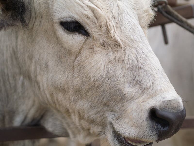 Grey cattle stock photo. Image of meadow, cattle, beef - 67616248