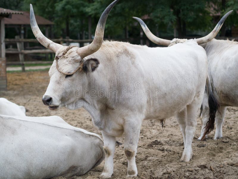 Grey cattle stock photo. Image of hungarian, animal, farm - 67616658
