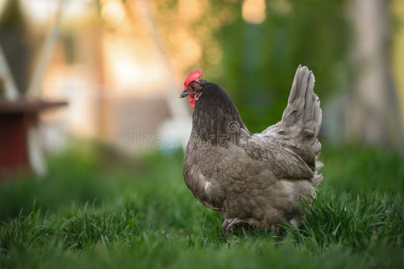 Grey Chicken Hen Walking on Grass Outdoors Stock Photo - Image of ...