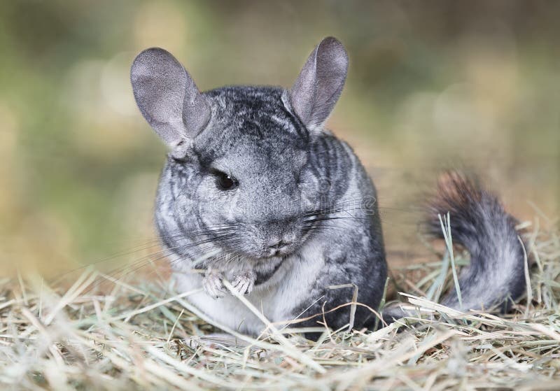 Grey chinchilla outdoors stock image. Image of straw - 88195719