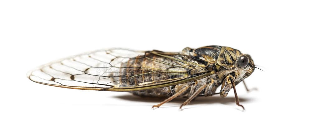 Grey Cicada, isolated stock photo. Image of insect, fauna - 221592246