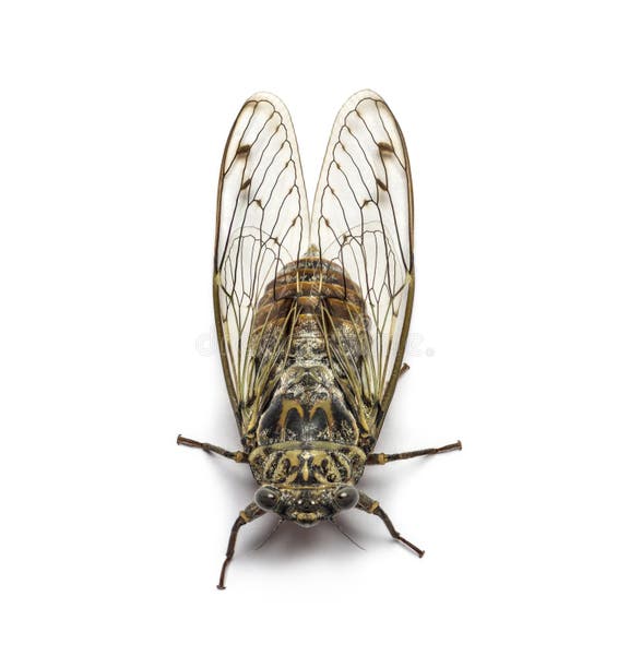 Grey Cicada, isolated stock photo. Image of cicada, fauna - 221592258