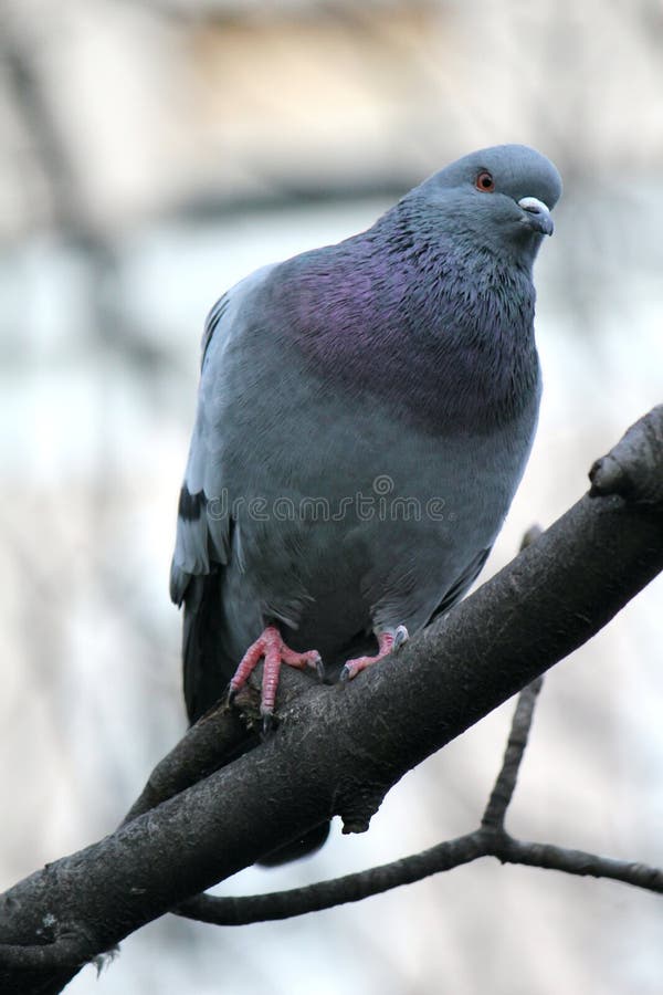 Grey city pigeon stock image. Image of pigeon, wild, look - 17286161