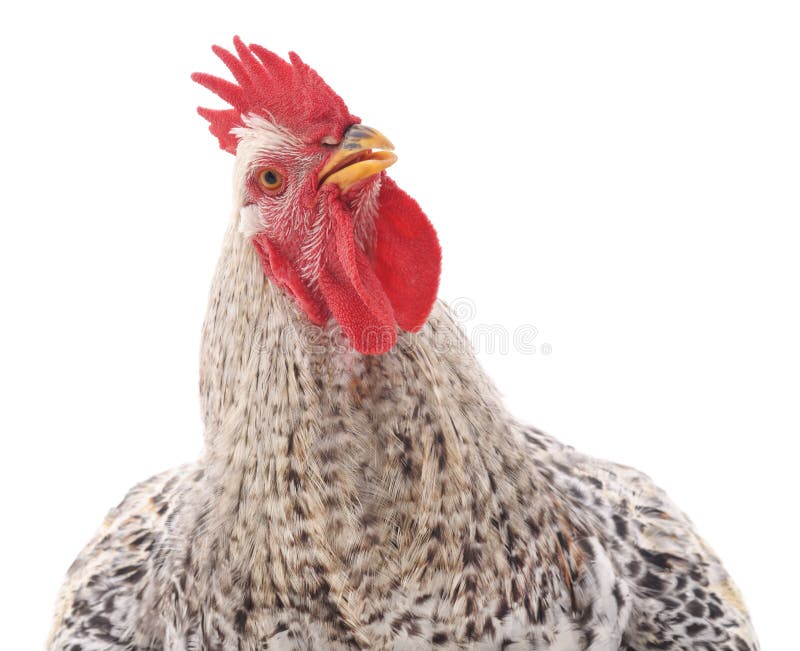 Gray Rooster Stock Photos - Download 1,034 Royalty Free Photos
