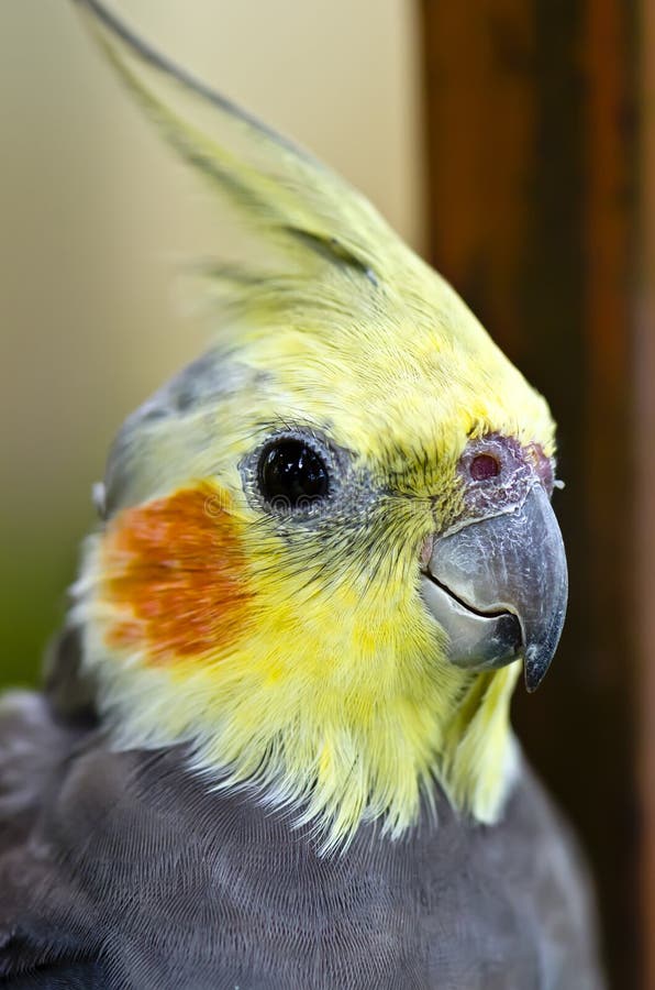 Cockatiel With Grey Feathers Perched On A Branch With A Grey Background ...