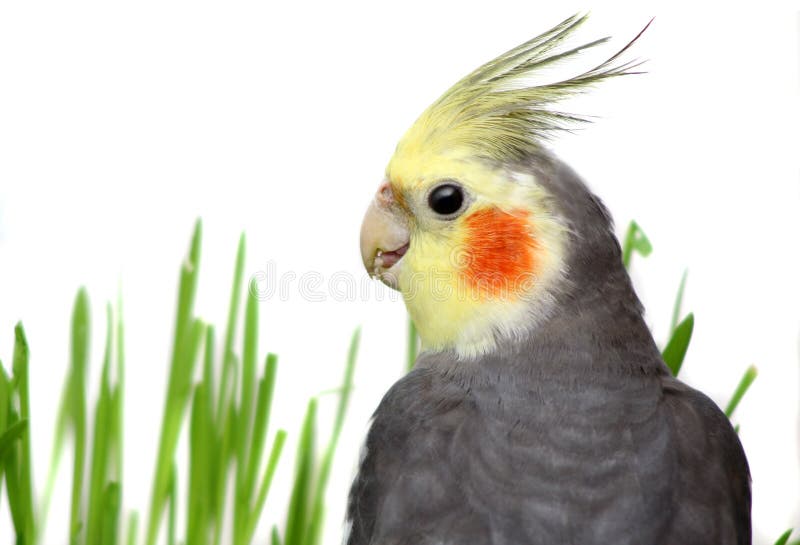 Curious Cockatiel stock photo. Image of aviary, southern - 73333548