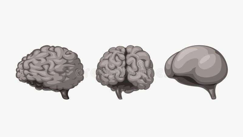 Grey Color Brain Set on White Stock Vector - Illustration of cartoon ...