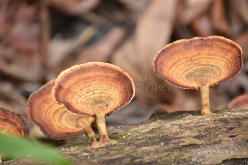 Grey Color Mushroom on Wood Stock Photo - Image of leaf, wildlife ...