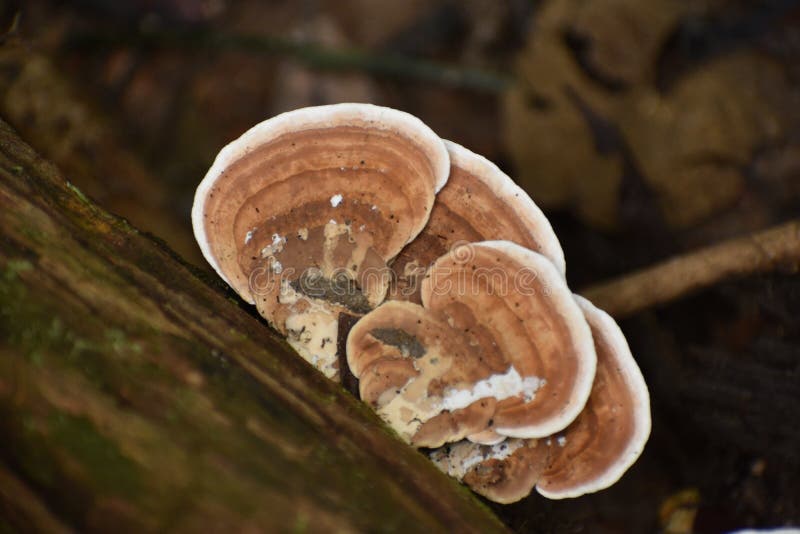 Grey Colored Forest Mushroom Stock Image - Image of quail, grey: 199695919