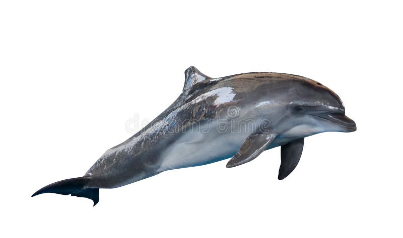 33,613 Dolphin Photos - Free & Royalty-Free Stock Photos from Dreamstime