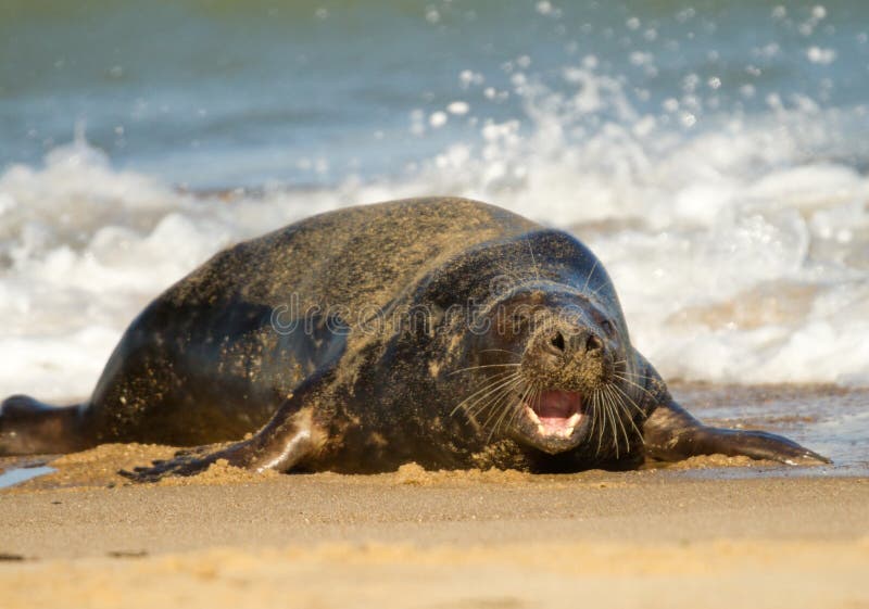 Grey Common Seal on Beach Playing in Sea Stock Photo - Image of life ...